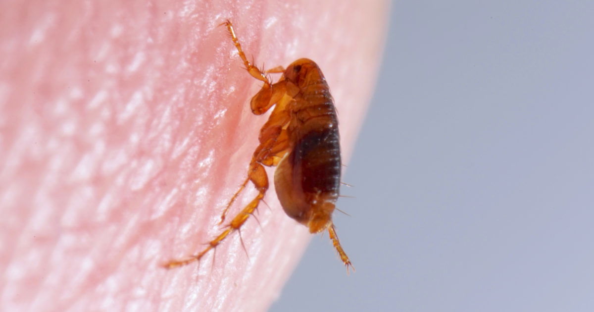 Flea insect store