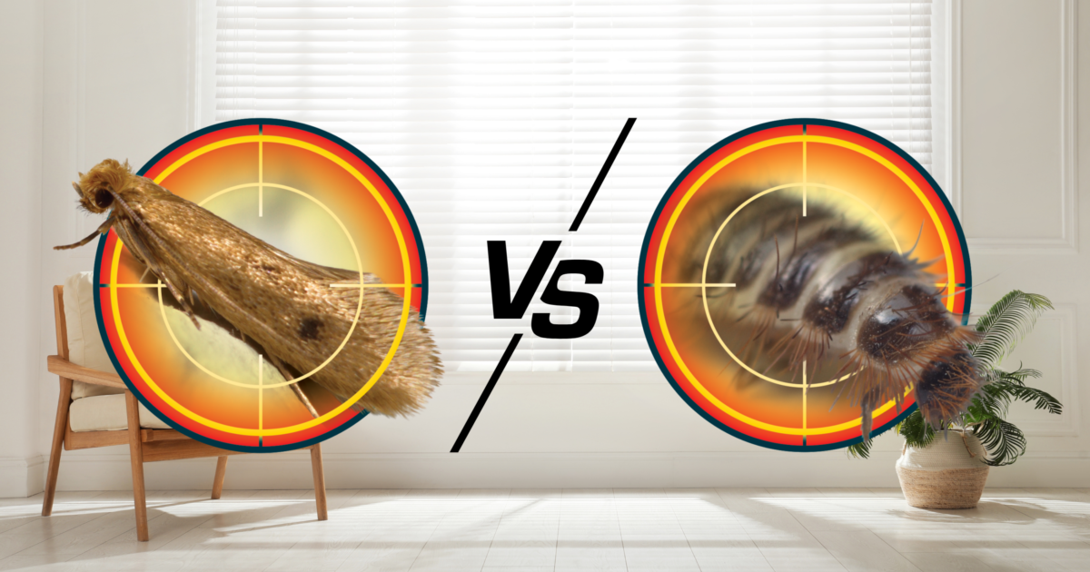 flying carpet beetle