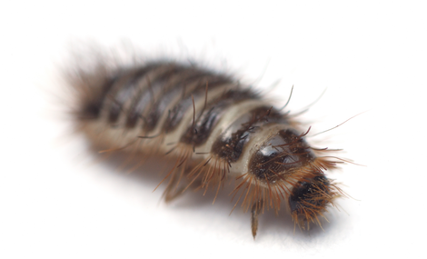 How to Get Rid of Carpet Beetles | Safeguard Europe