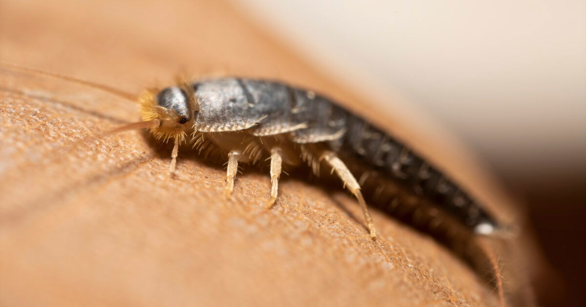 How to get rid of Silverfish Guide | Safeguard Europe