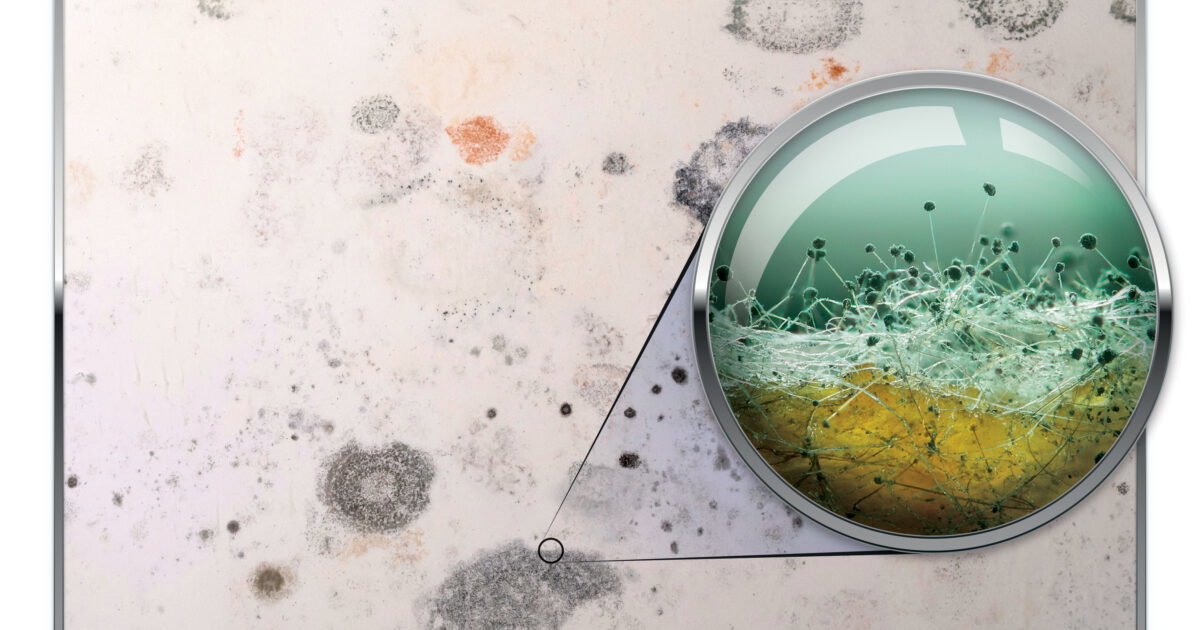 Damp & Mould Action and Awareness Week | Safeguard Europe