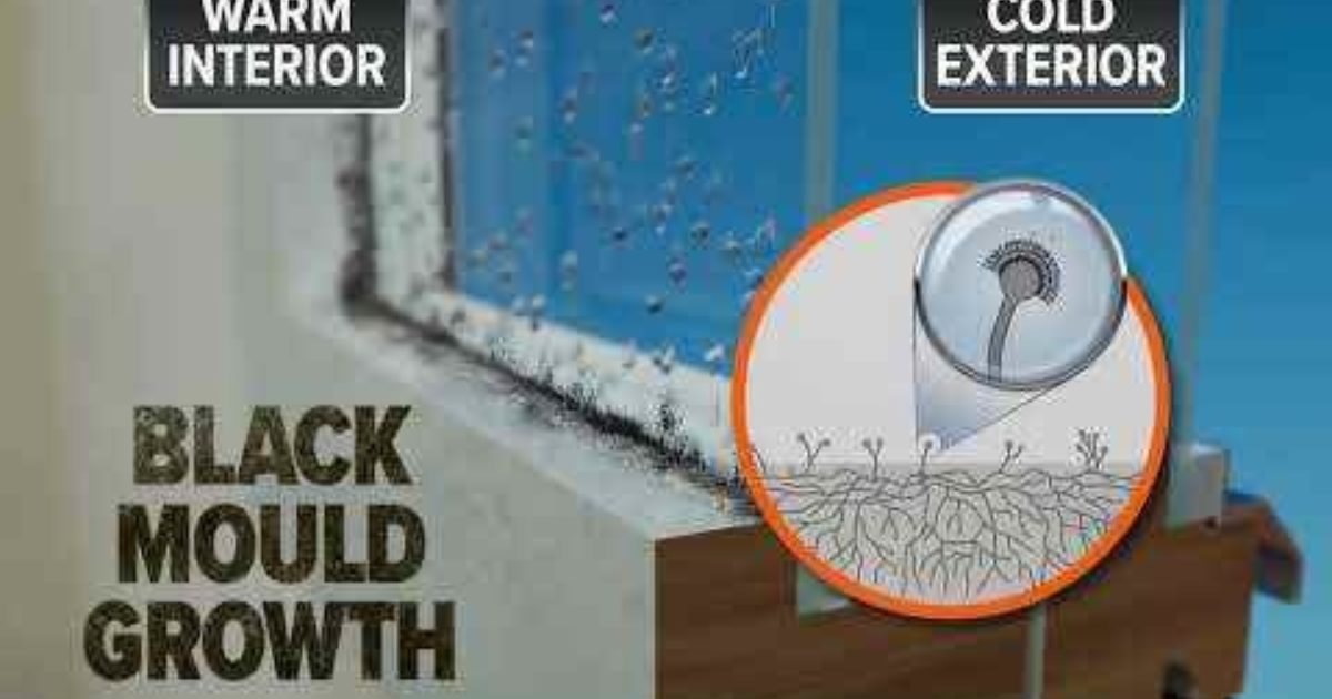 Mould Spores in Summer: What You Need to Know | Safeguard Europe